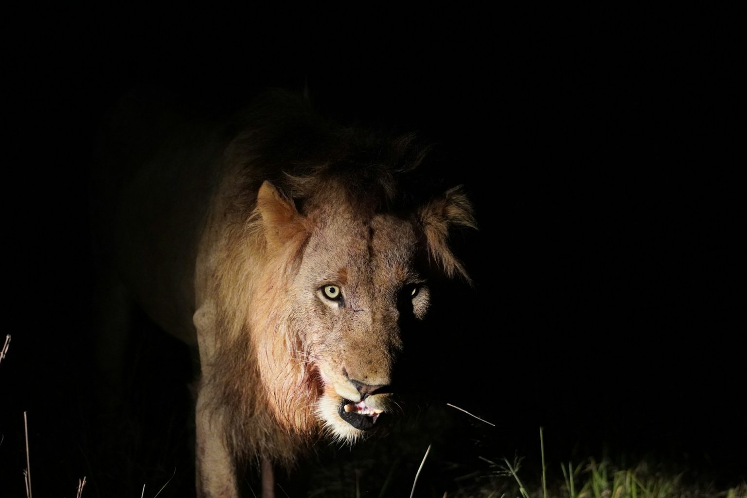 Night Game Drive Akagera | Rwanda Nocturnal Safari Experience