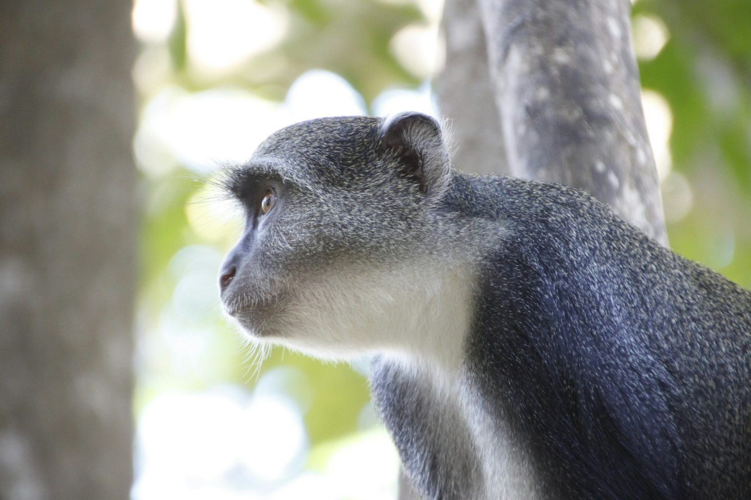 Gishwati–Mukura National Park | Rwanda Primate Trekking