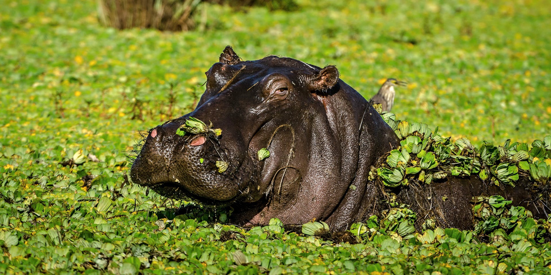 Congo Experiences, Tour Types & Travel Themes